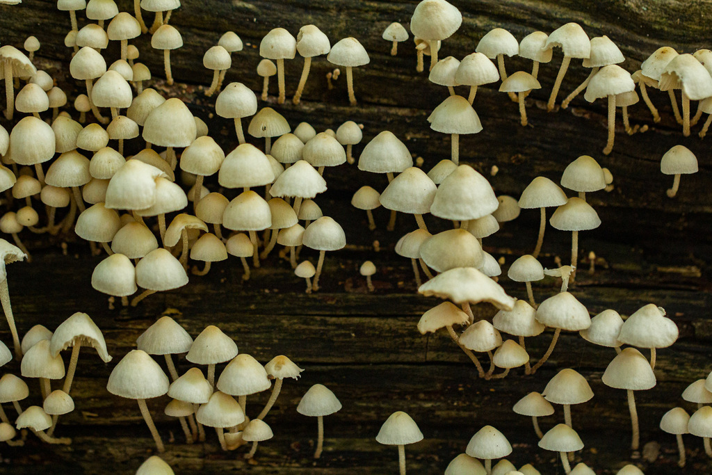 Trooping Crumble Cap from Inhamitanga Forest, Cheringoma, Mozambique on ...