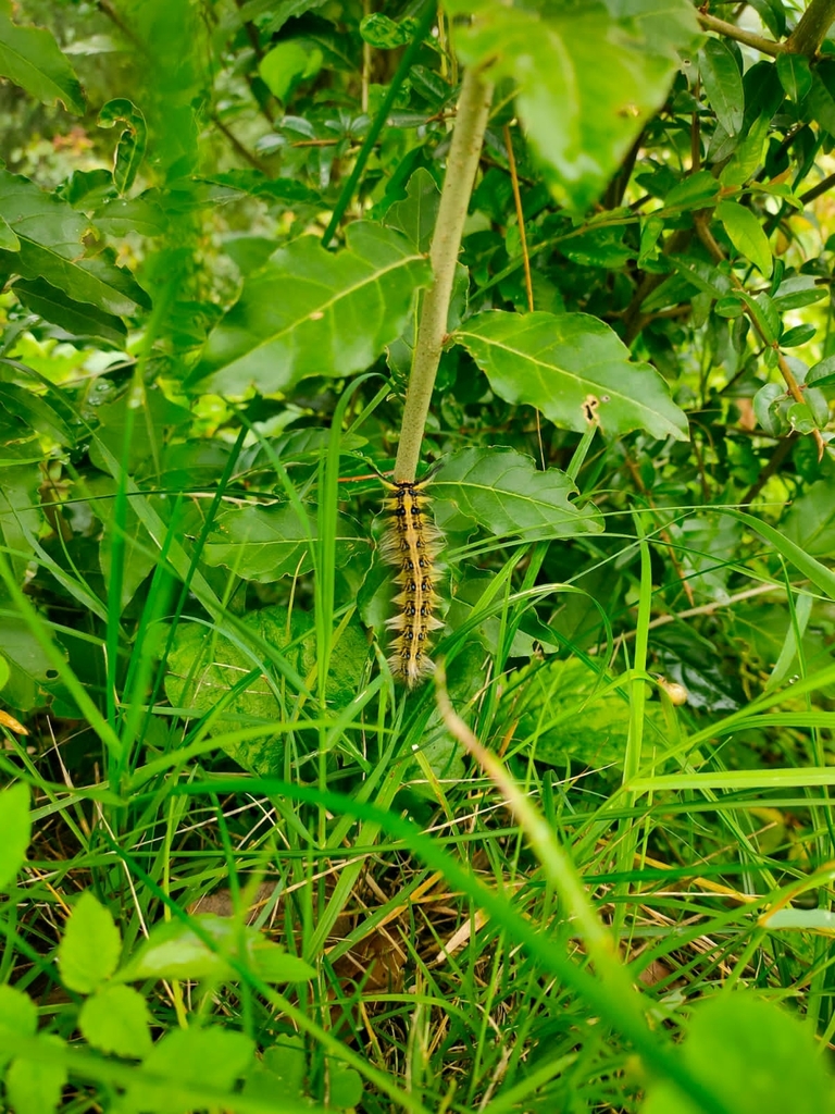 Trabala from Himachal Pradesh 175123, India by aashraiype · iNaturalist