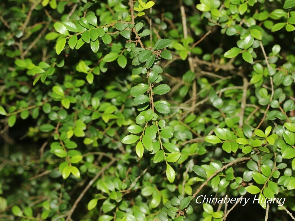 African Boxwood from 台灣台中市 on July 21, 2022 at 01:09 PM by Lijin Huang ...
