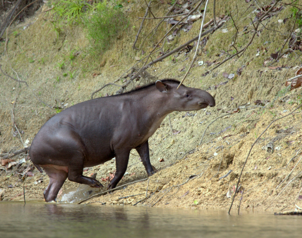 Tapirs (Tapiridae) - Know Your Mammals