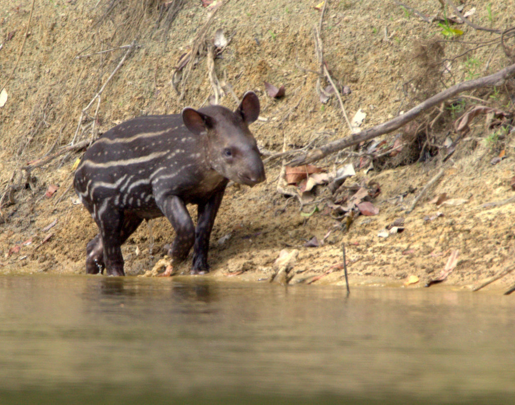 Tapirs (Tapiridae) - Know Your Mammals