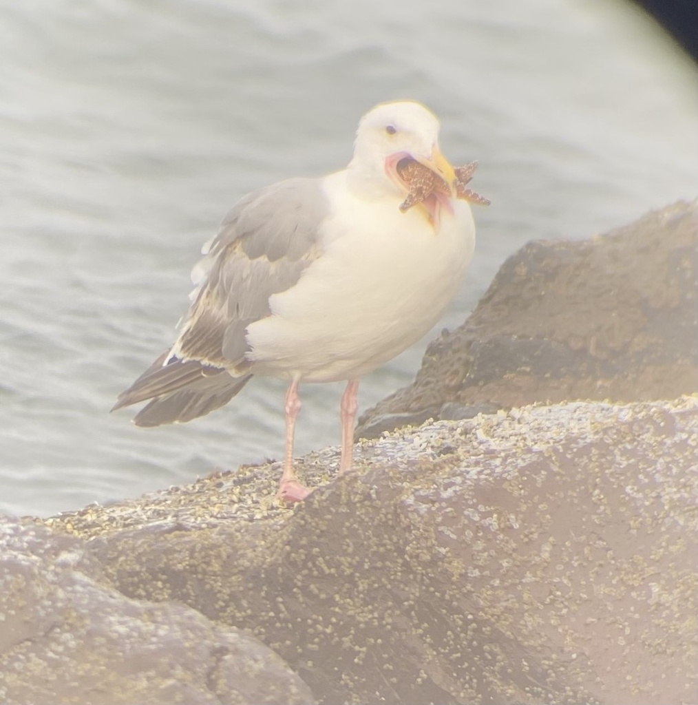 Large White-headed Gulls from Jetty Rd, Rockaway Beach, OR, US on July ...