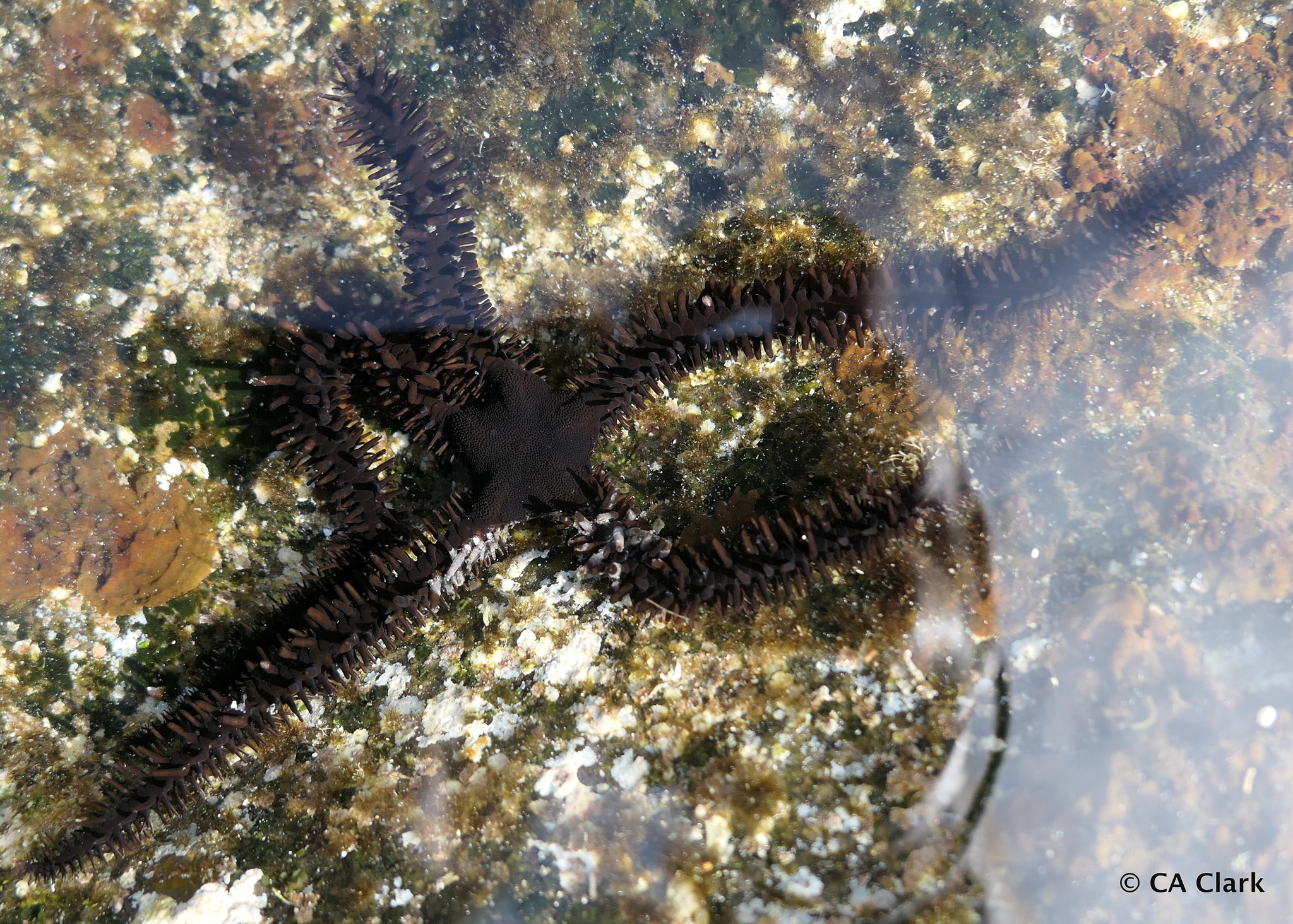 Ophiocoma erinaceus Müller & Troschel, 1842
