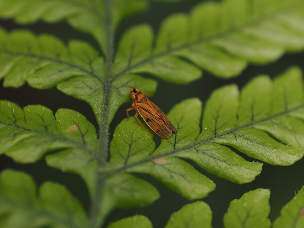 Cunedda from 中国陵水黎族自治县吊罗山 邮政编码: 572312 on July 24, 2022 at 12:18 PM by ...