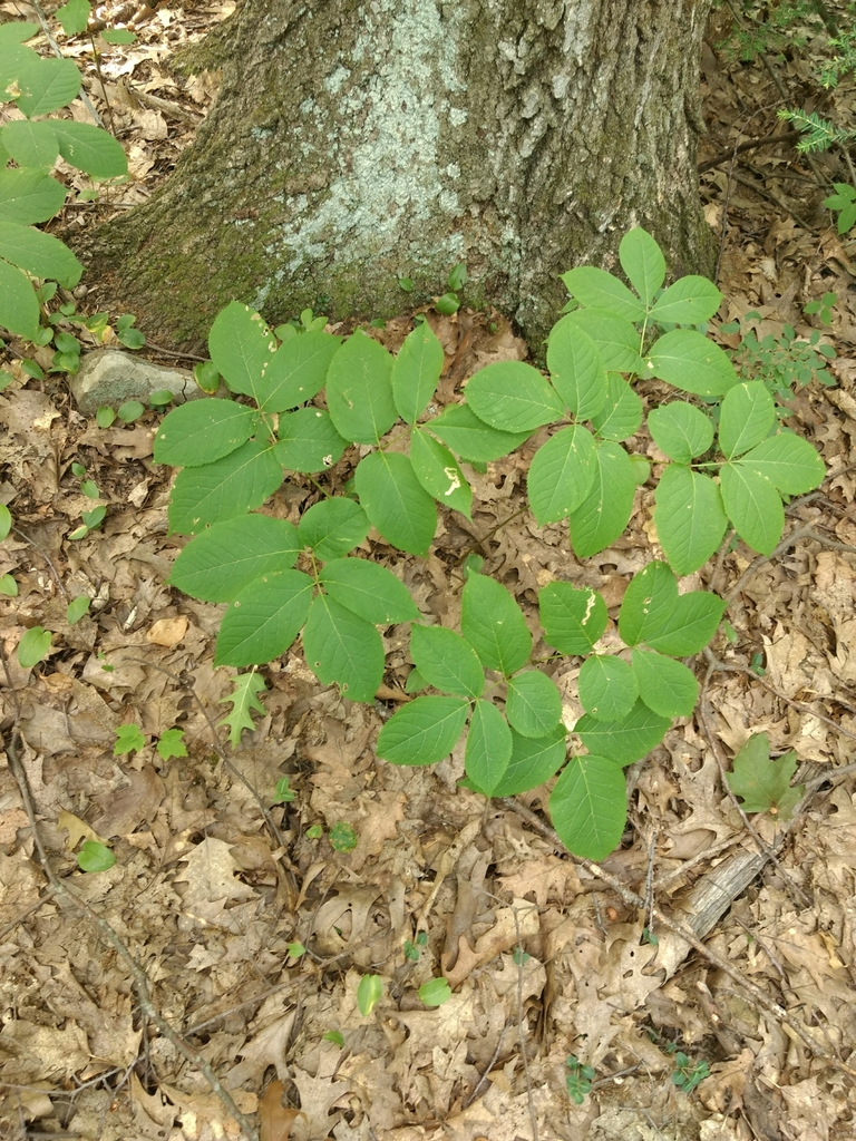 wild sarsaparilla from Suffield, CT, USA on July 21, 2018 at 02:54 PM ...