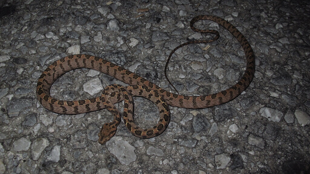 Kelung Cat Snake in May 2022 by ong-siau-kun · iNaturalist