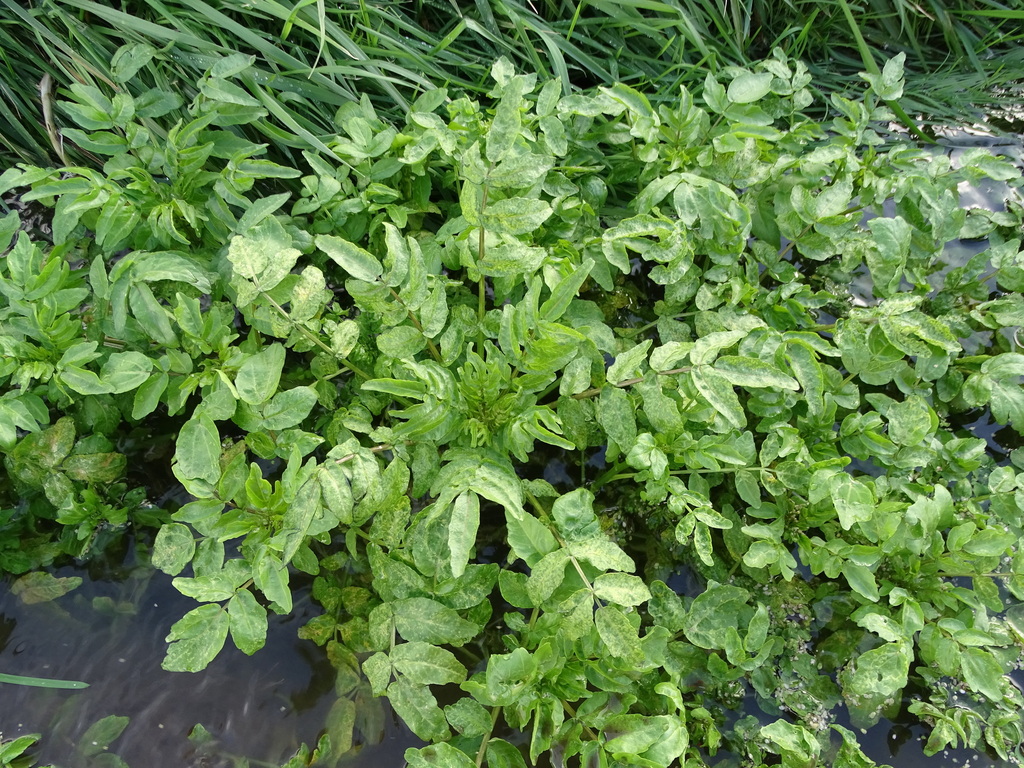 fool's watercress from Glenburn, New Zealand on July 24, 2022 at 08:48 ...