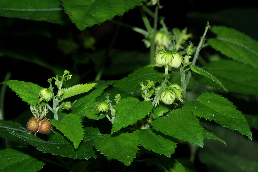 Tragiella natalensis from Inhamitanga Forest, Cheringoma, Mozambique on ...