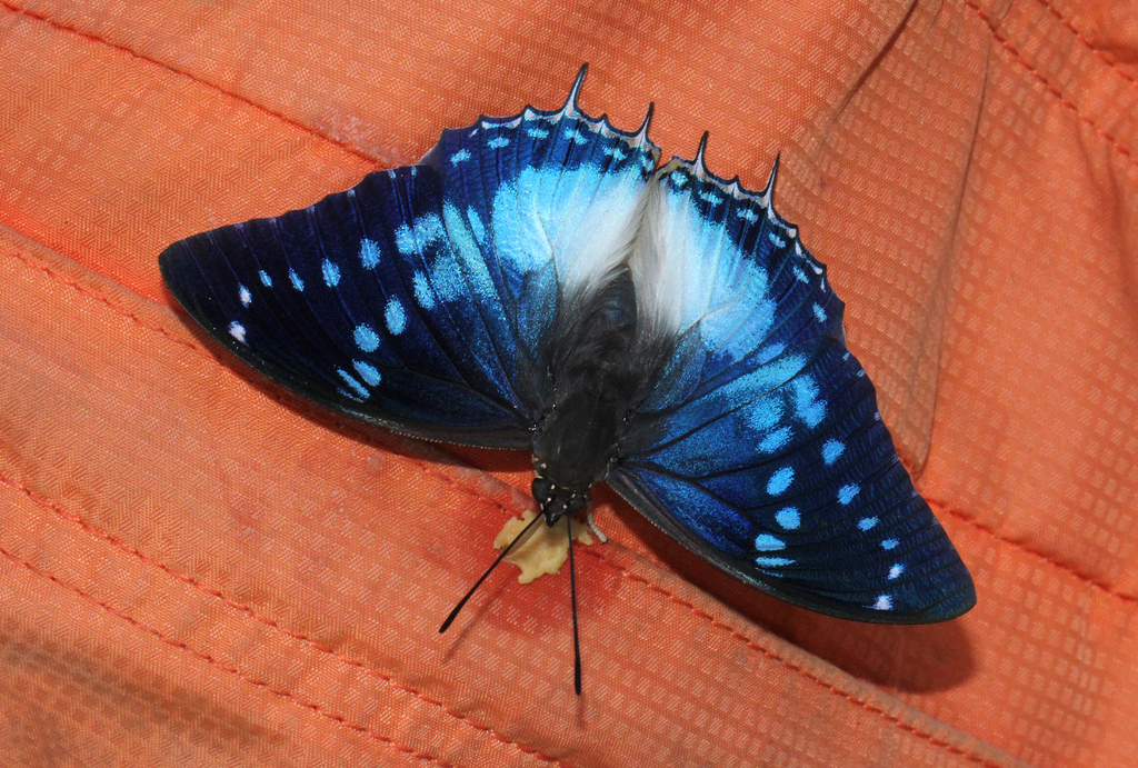 Blue-spotted Charaxes from Inhamitanga Forest, Cheringoma, Mozambique ...