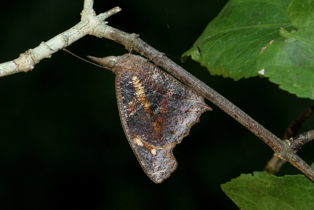 Lobed Beak from Inhamitanga Forest, Cheringoma, Mozambique on March 28 ...