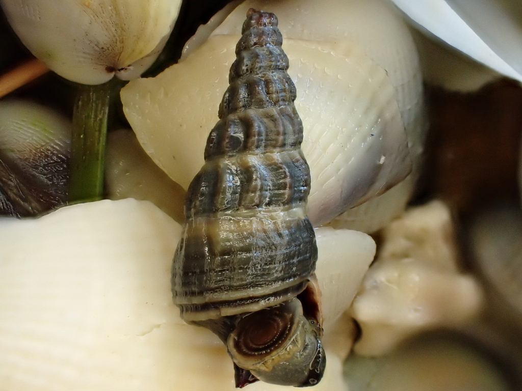 Large Horn Shell (Intertidal and Coastal Species of the East Coast Bays ...