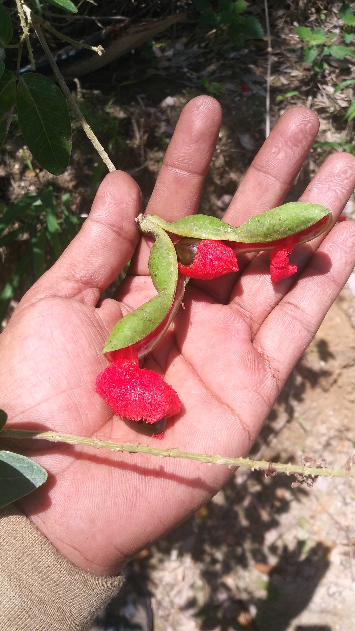 Pithecellobium lanceolatum (Humb. & Bonpl. ex Willd.) Benth.