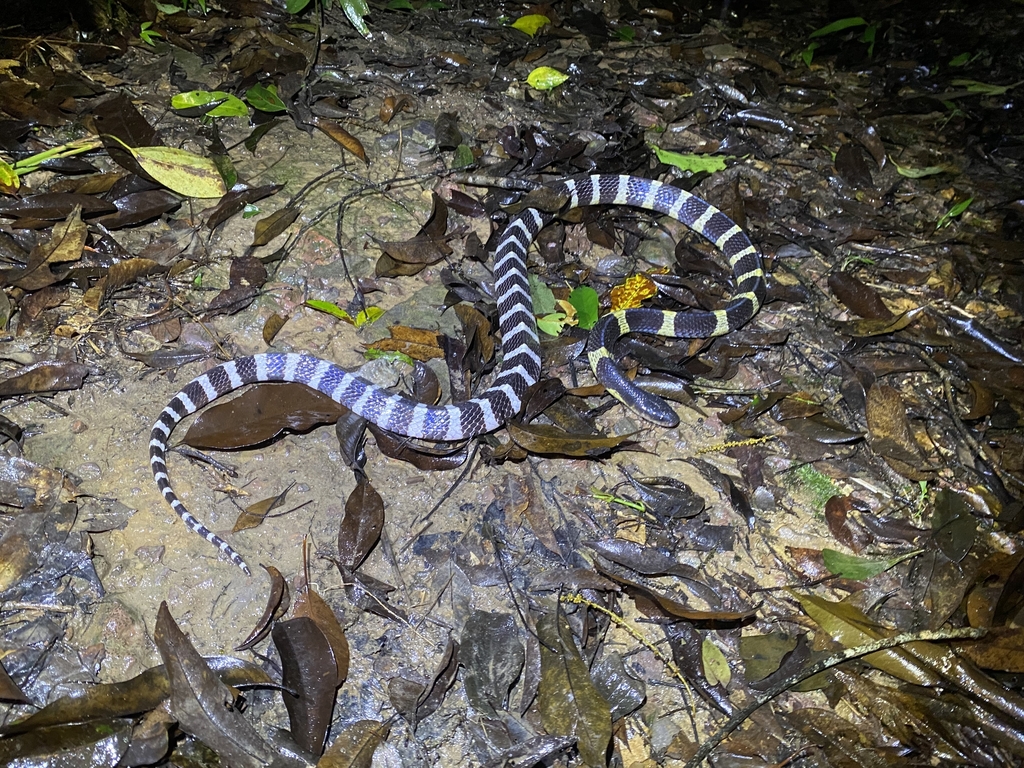 Many-banded Krait in July 2022 by ong-siau-kun · iNaturalist