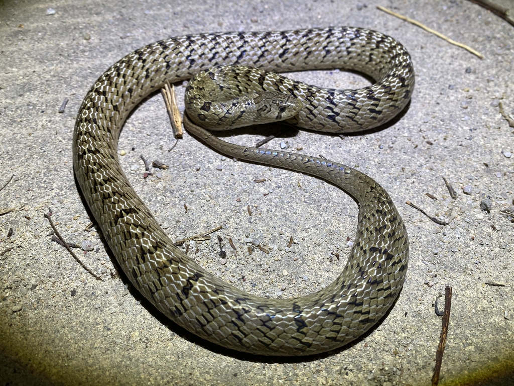 Taiwan Kukri Snake in July 2022 by ong-siau-kun · iNaturalist