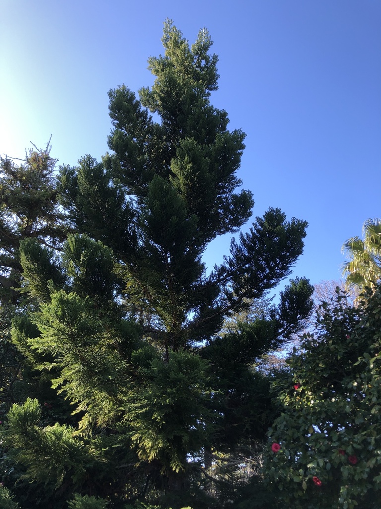 Hoop pine from Arderne Gardens, Cape Town, WC, ZA on July 27, 2022 at ...