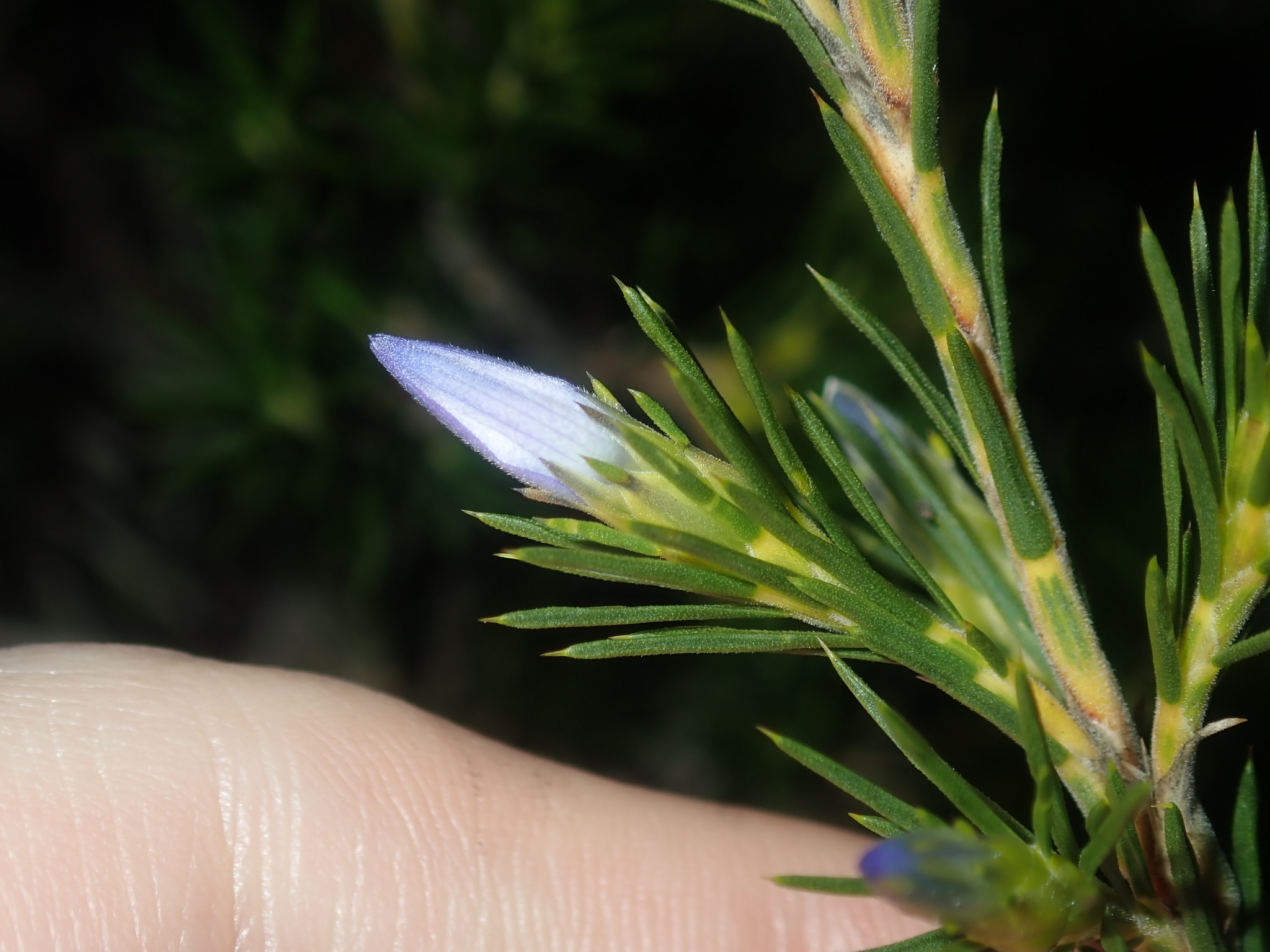 Calectasia narragara R.L.Barrett & K.W.Dixon