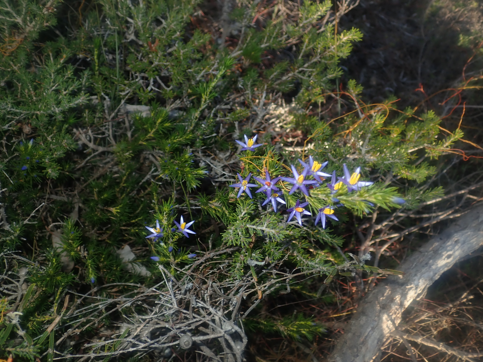 Calectasia narragara R.L.Barrett & K.W.Dixon