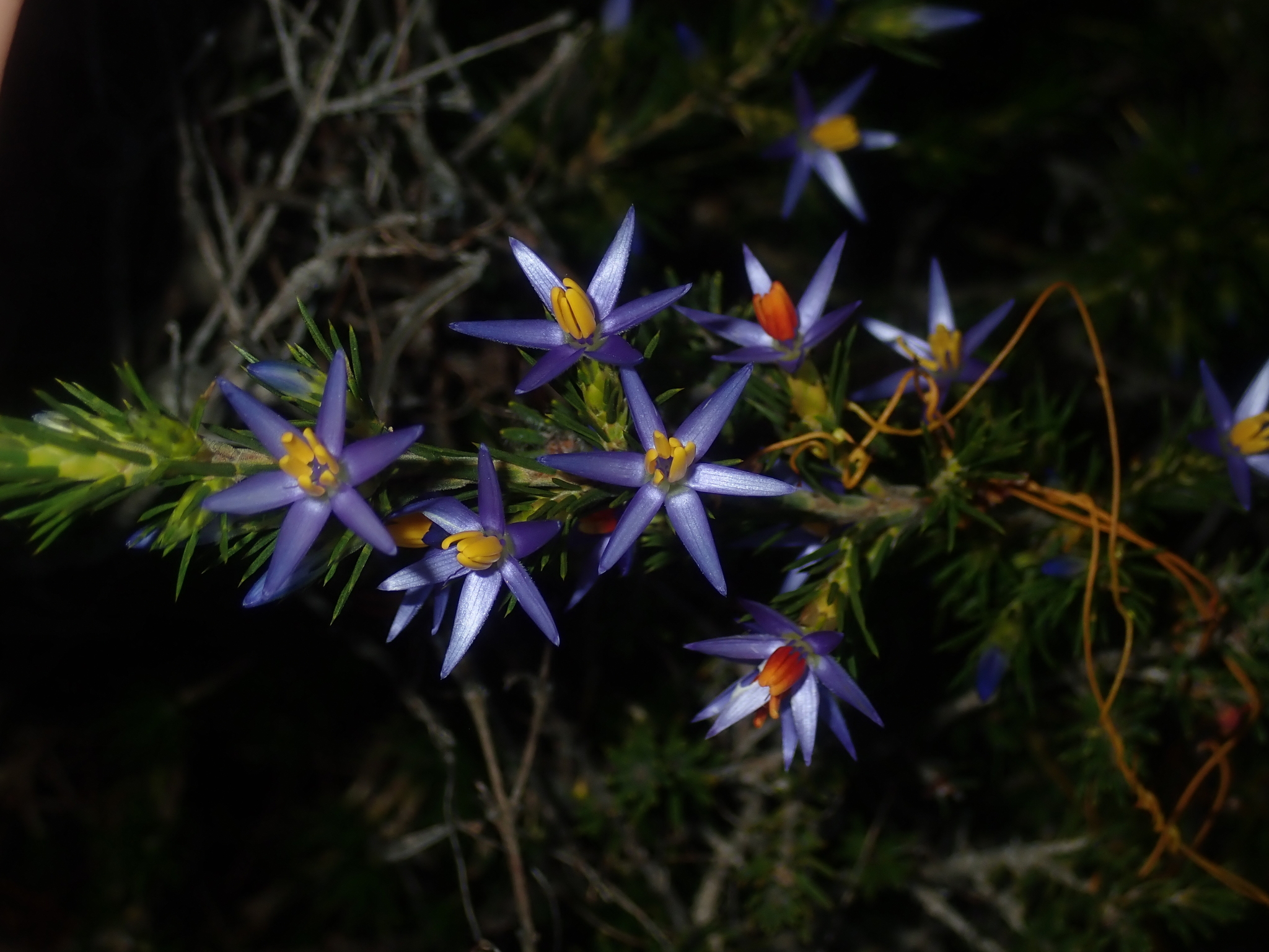 Calectasia narragara R.L.Barrett & K.W.Dixon