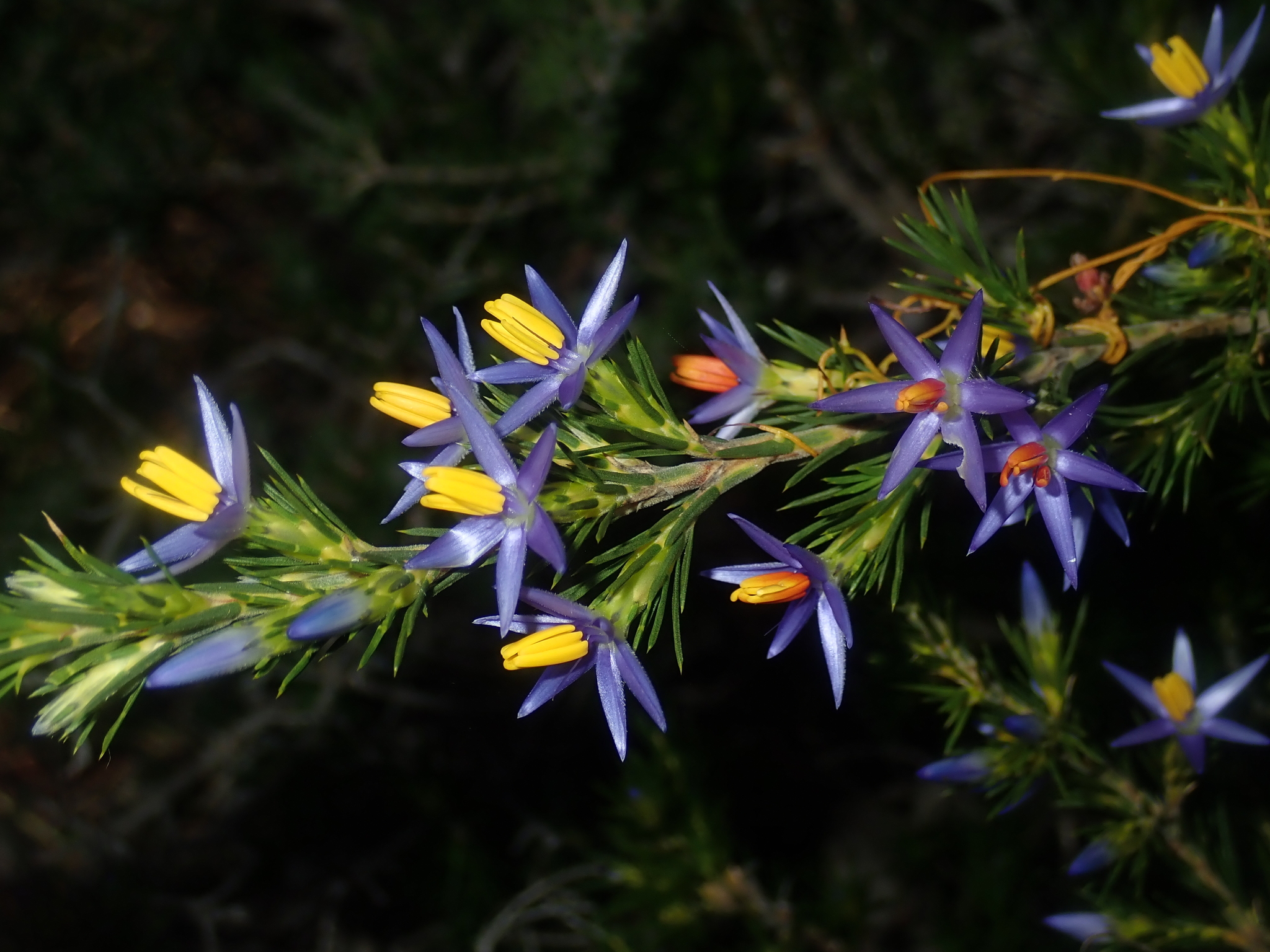 Calectasia narragara R.L.Barrett & K.W.Dixon