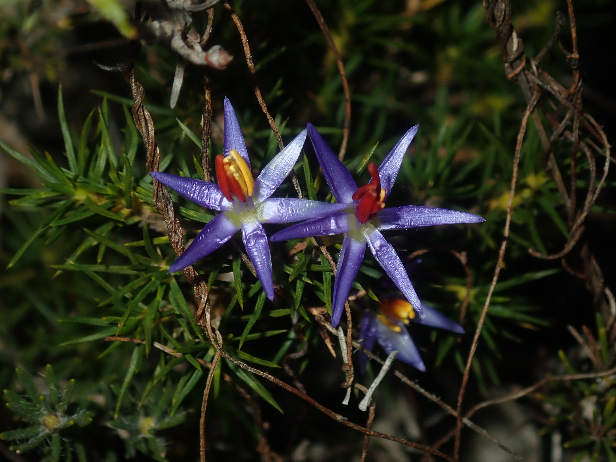 Calectasia narragara R.L.Barrett & K.W.Dixon
