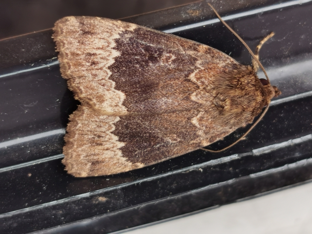 Amphipyra perflua from Gamtininkų st., Vilnius 11302, Lietuva on July ...