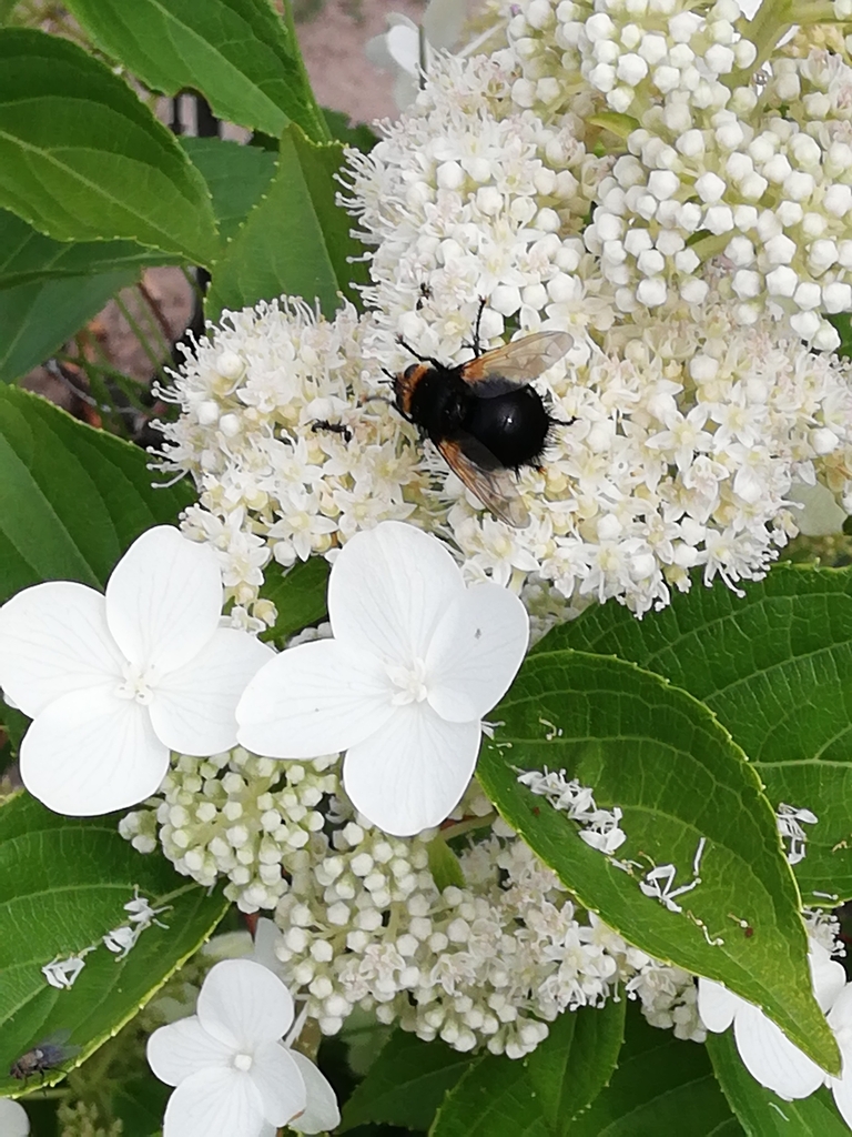 Yellow-faced Fly from Surville, La Haye, Frankreich on July 27, 2022 at ...