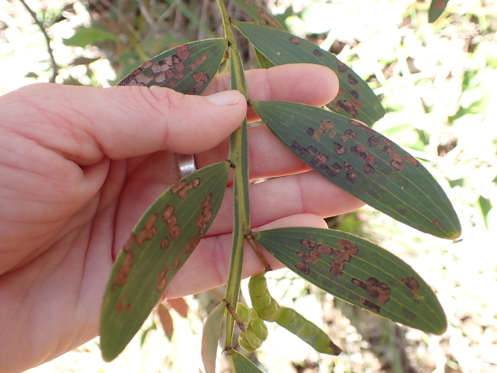 flat-stemmed wattle from Caloundra - Rail Corridor, AU-QL, AU on July ...