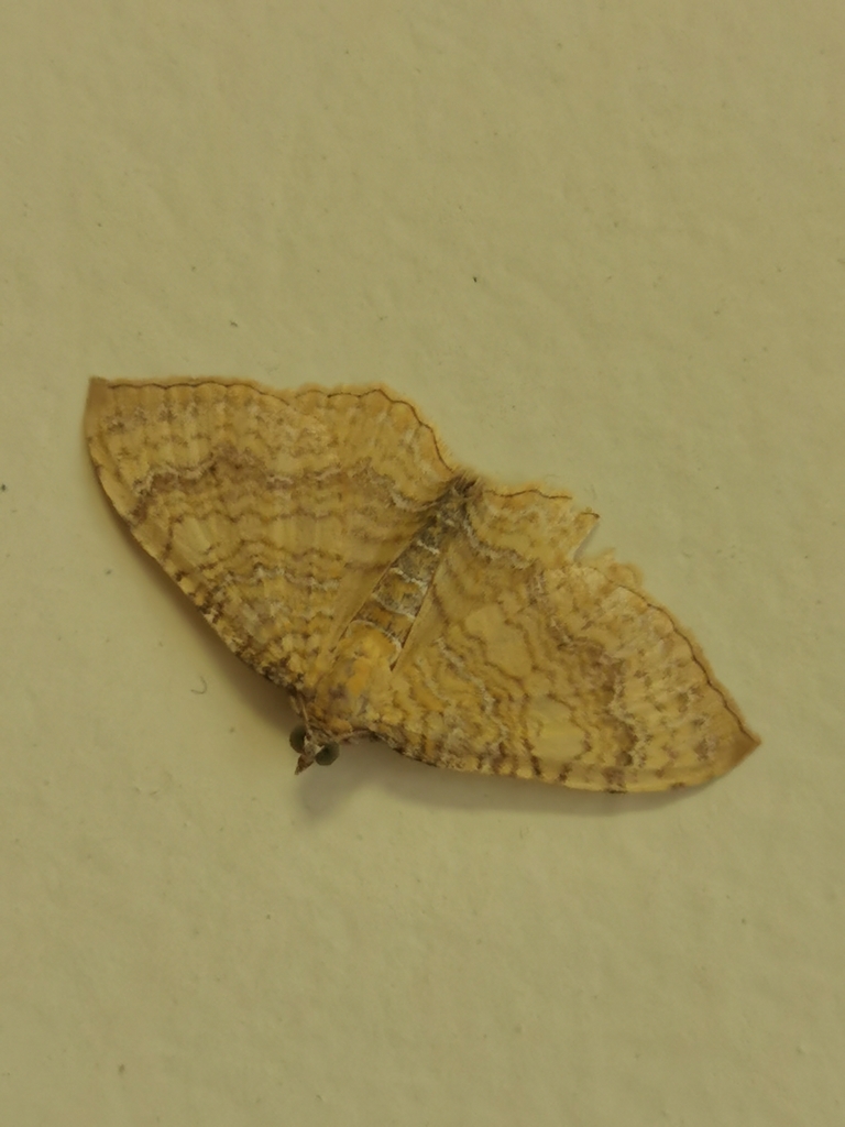 Yellow Shell Moth from Gamtininkų st., Vilnius 11302, Lietuva on July ...
