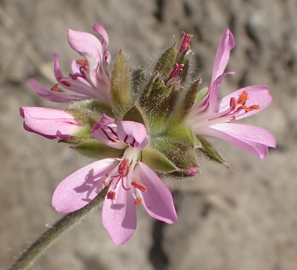 rose-scented geranium from Ruigtevlei, South Cape DC, South Africa on ...