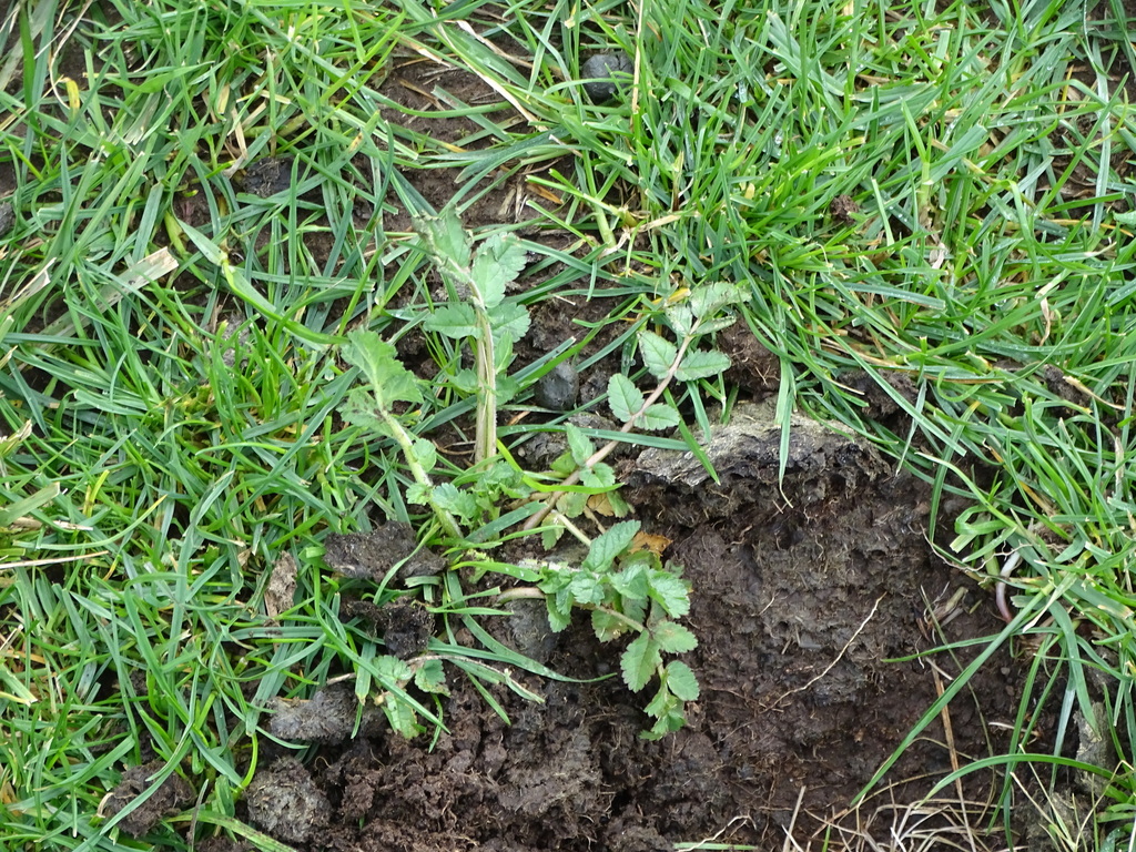 fool's watercress from Glenburn, New Zealand on July 24, 2022 at 09:49 ...