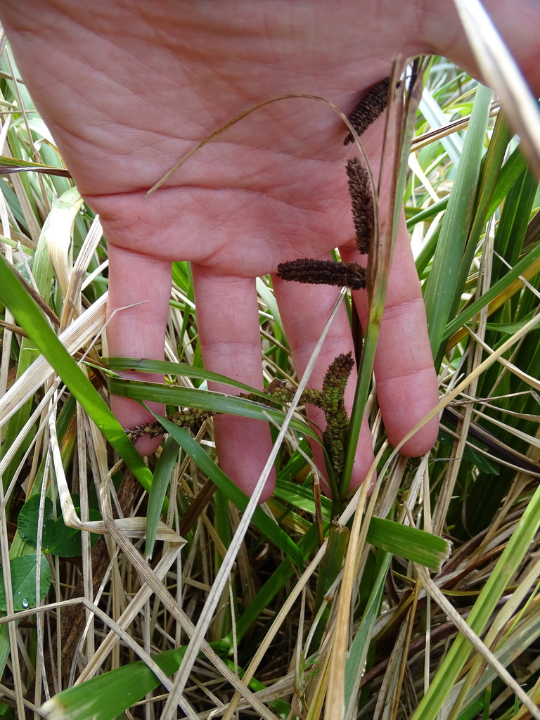 cutty grass from Glenburn, New Zealand on July 24, 2022 at 10:07 AM by ...