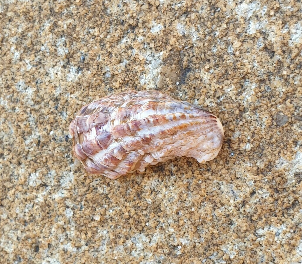 Cardita aviculina from Sydney NSW, Australia on July 27, 2022 at 03:10 ...