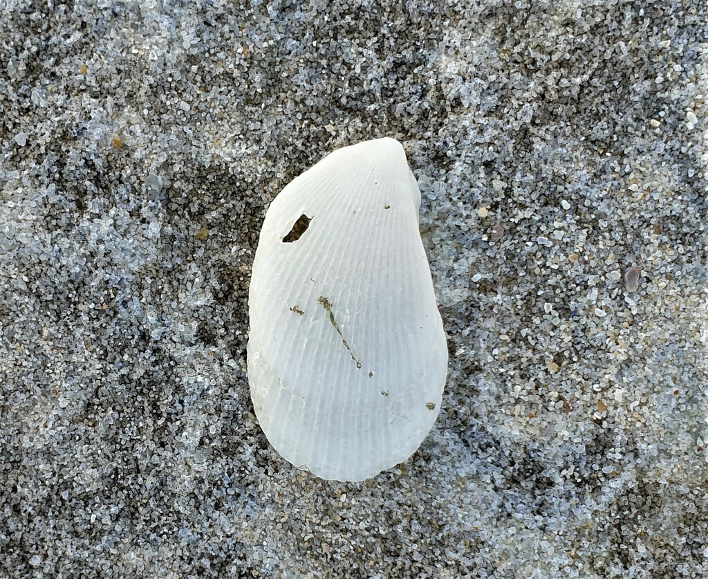 Lima nimbifer from Sydney NSW, Australia on July 27, 2022 at 03:17 PM by kalimata · iNaturalist