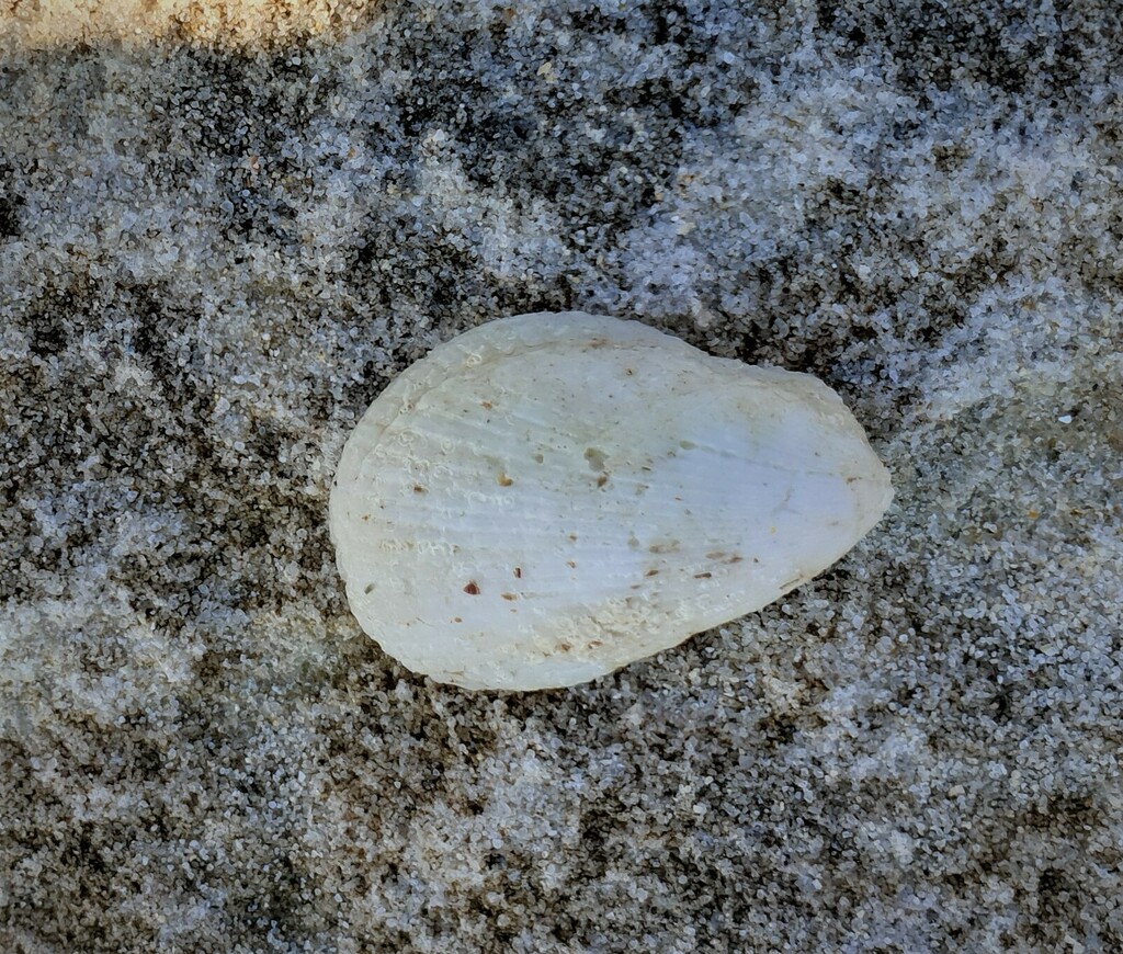 Lima nimbifer from Sydney NSW, Australia on July 27, 2022 at 03:18 PM by kalimata · iNaturalist