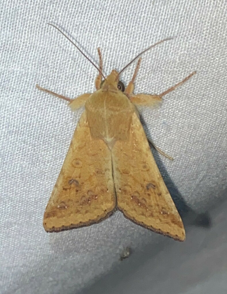 Corn Earworm Moth from Goose Shoals, Lauderdale County, AL, USA on July ...