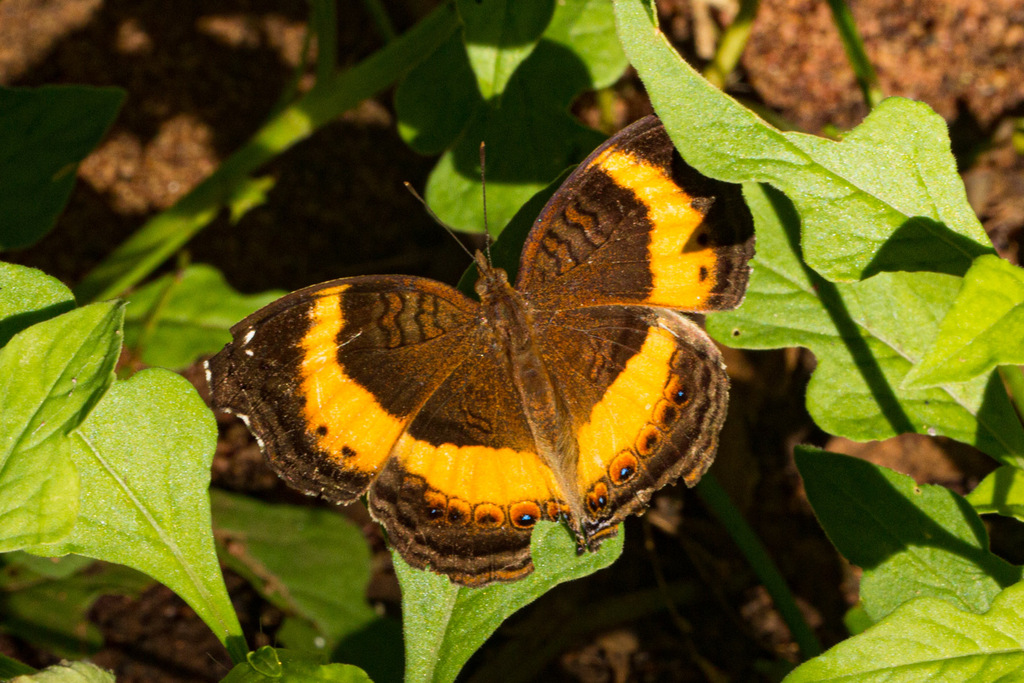 Junonia elgiva from Inhamitanga Forest, Cheringoma, Mozambique on March ...