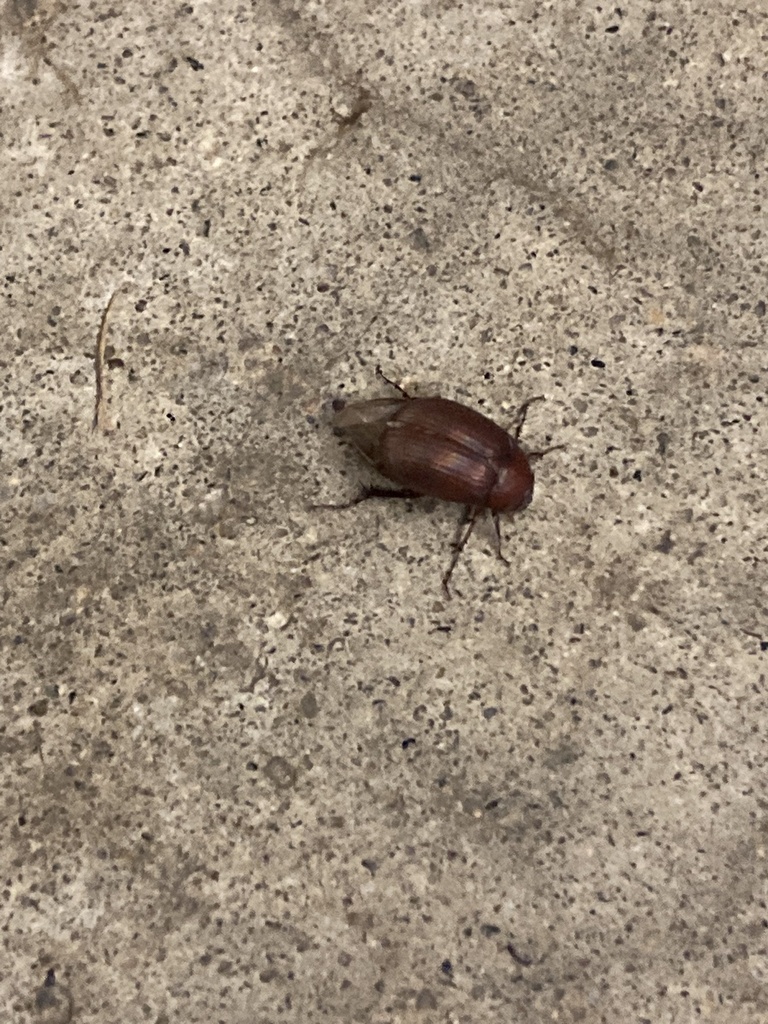Asiatic Garden Beetle from Madison, CT, US on July 27, 2022 at 06:06 AM ...