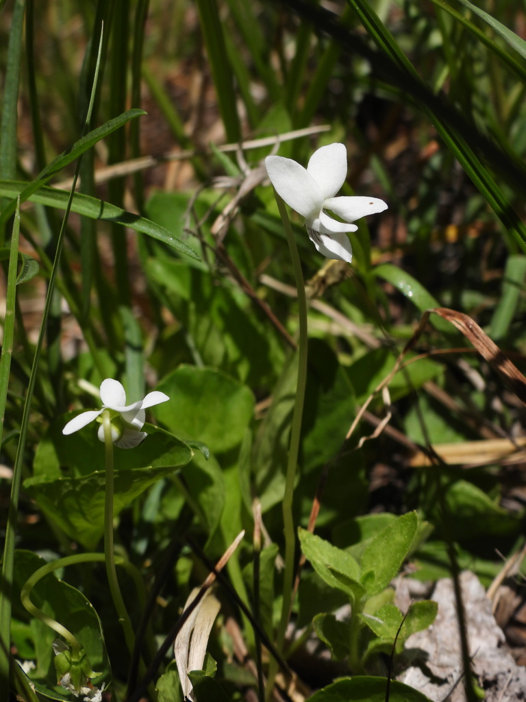 small white violet from Yosemite Valley, CA 95389, USA on June 14, 2022 ...