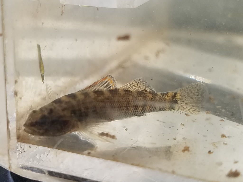 Mud darter from Ballard County, KY, USA on June 22, 2018 at 12:38 PM by ...