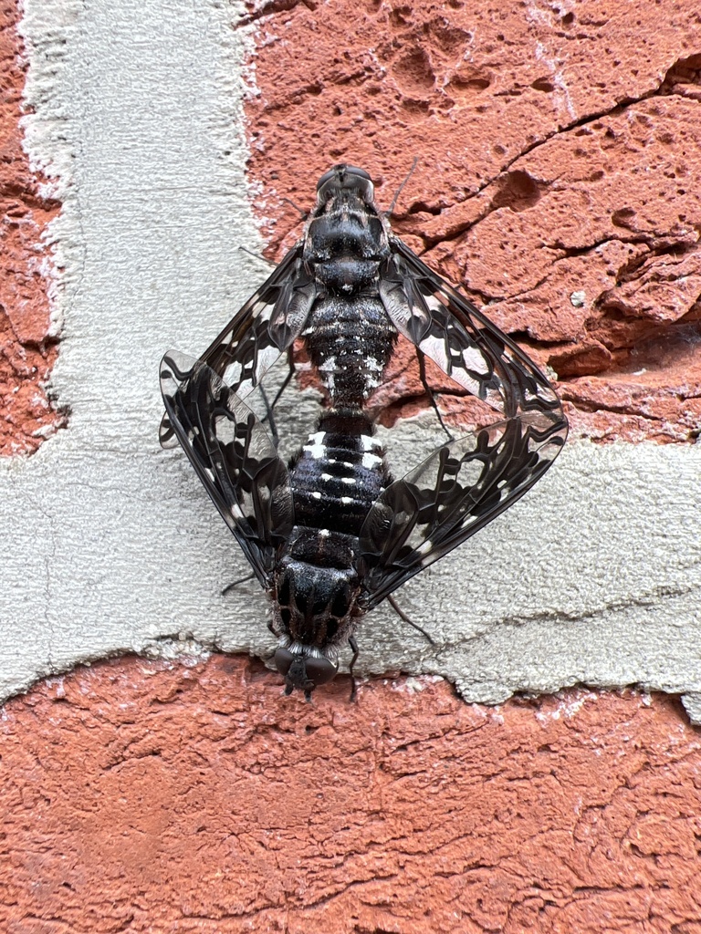 Tiger Bee Fly in July 2022 by gwcowper · iNaturalist