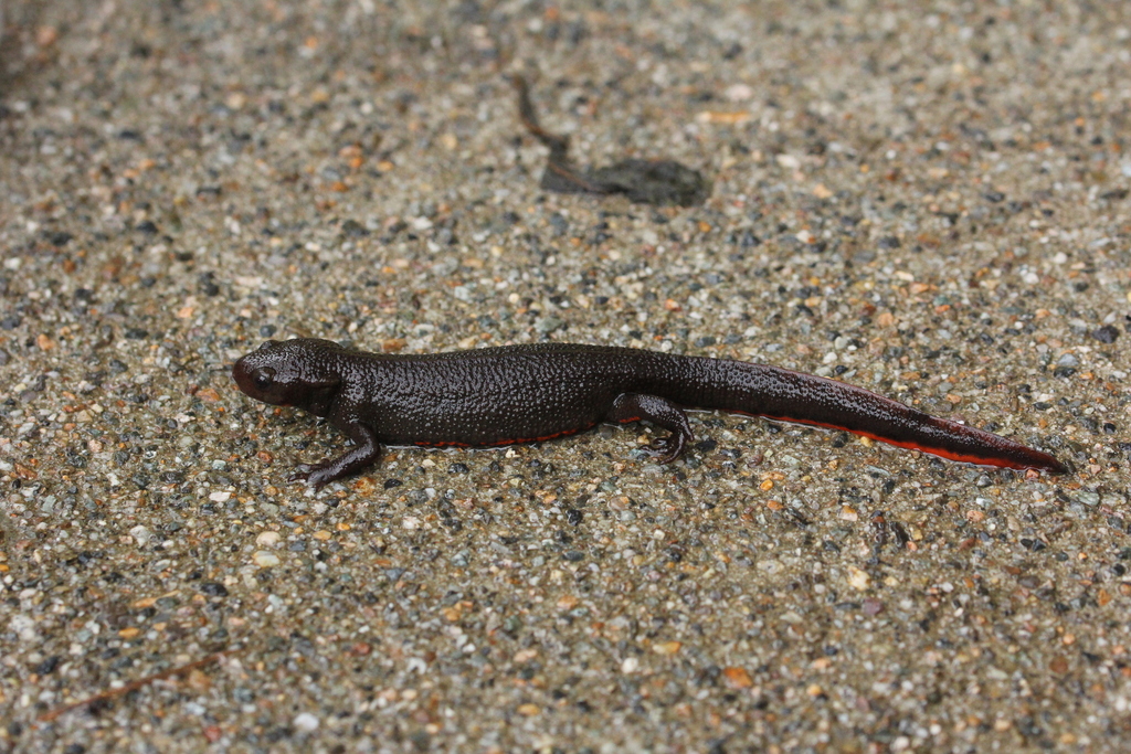 Japanese Fire-bellied Newt from 日本、〒501-5620 岐阜県大野郡白川村馬狩 on July 27 ...