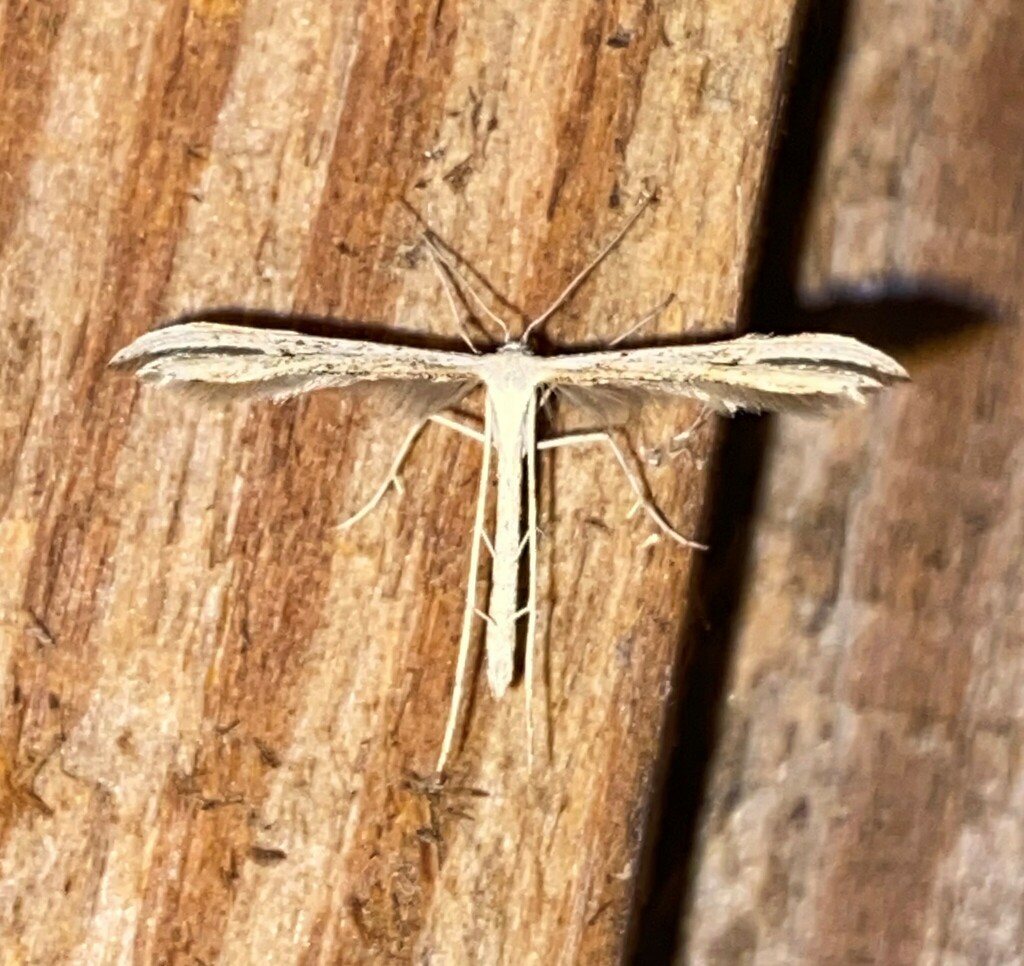 Morning-glory Plume Moth from Goose Shoals, Lauderdale County, AL, USA ...