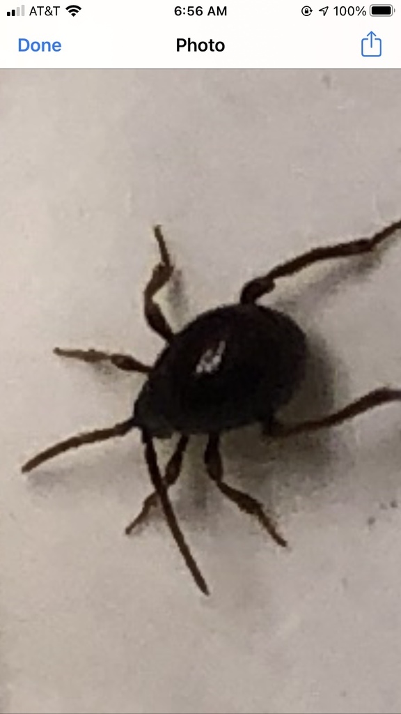 Gibbium from Potomac River, Welcome, MD, US on July 27, 2022 at 06:56 ...