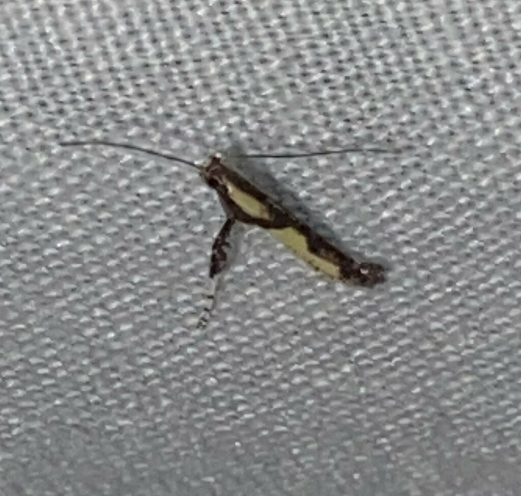 Walnut Caloptilia Moth from Goose Shoals, Lauderdale County, AL, USA on ...