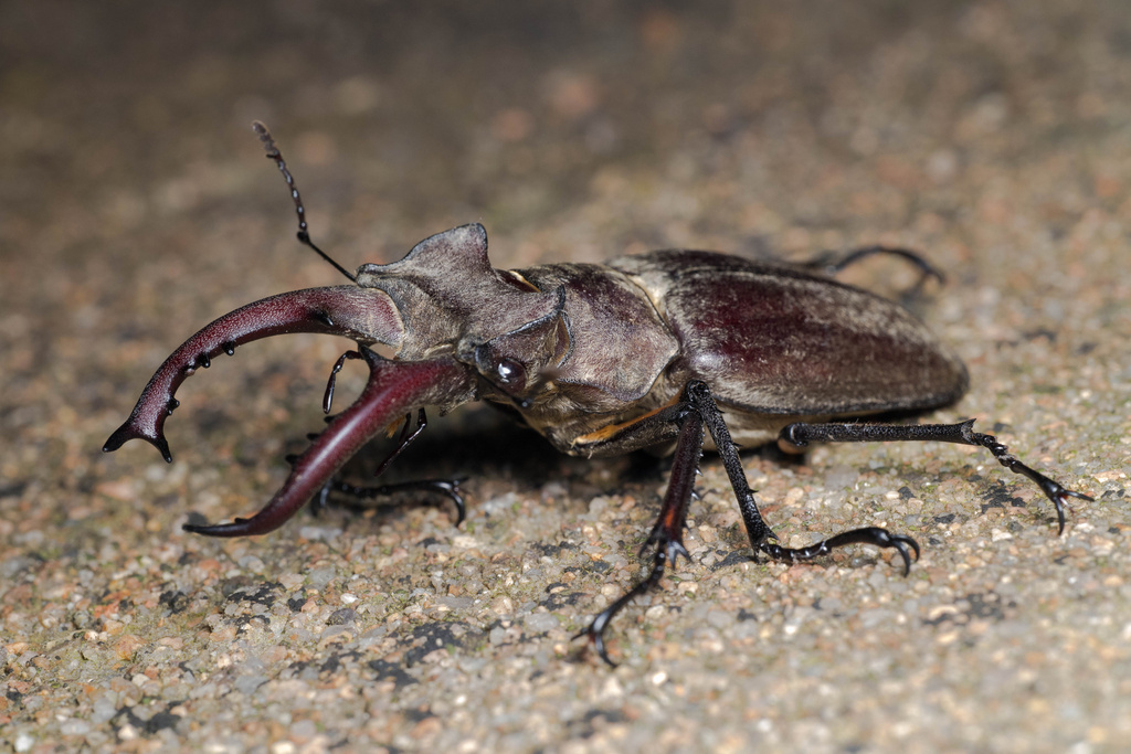 Lucanus maculifemoratus dybowskyi from 永吉县, 吉林市, 吉林省, CN on July 27 ...
