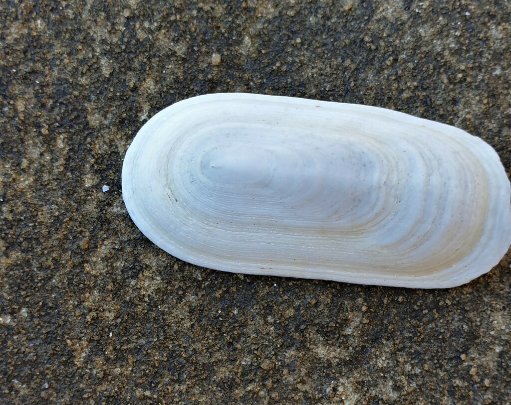 Elephant Snail from Sydney NSW, Australia on July 27, 2022 at 02:50 PM ...