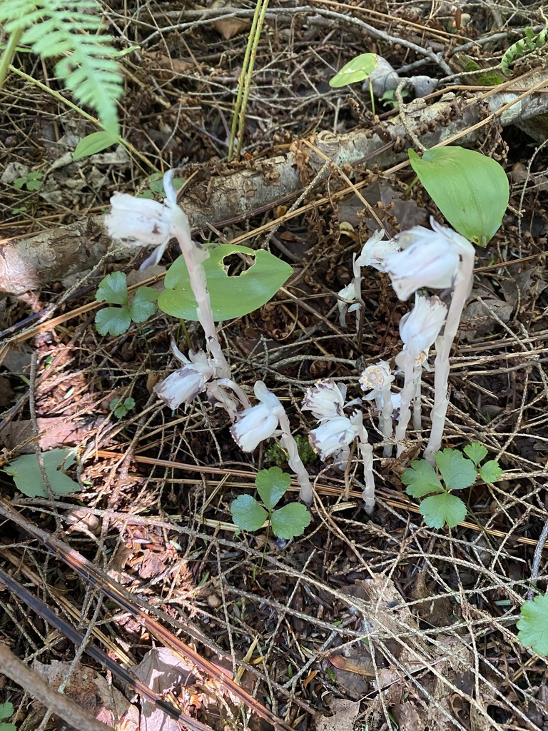 Ghost Pipe from The Adirondack Park, Croghan, NY, US on July 25, 2022 ...