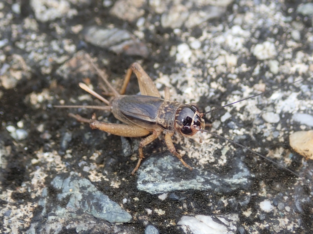 Modicogryllus consobrinus in March 2021 by orthoptera-jp · iNaturalist