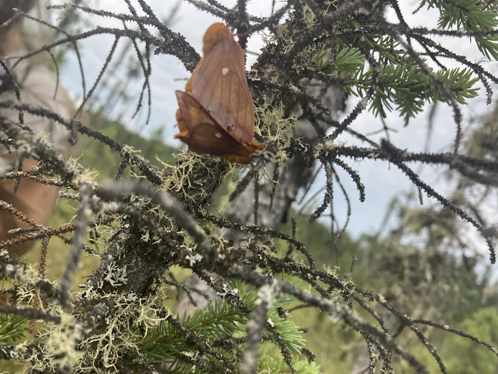 Pink-striped Oakworm Moth from Timiskaming, Unorganized, West Part, ON ...