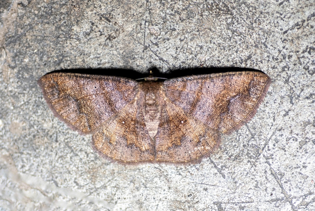 Petelia from Darjeeling town, Gandhi Road, Darjeeling, West Bengal ...